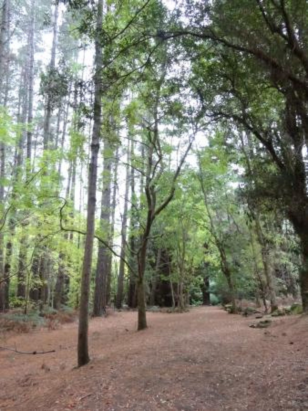 Treetop Legion - Hire for Film, TV or Event Productions